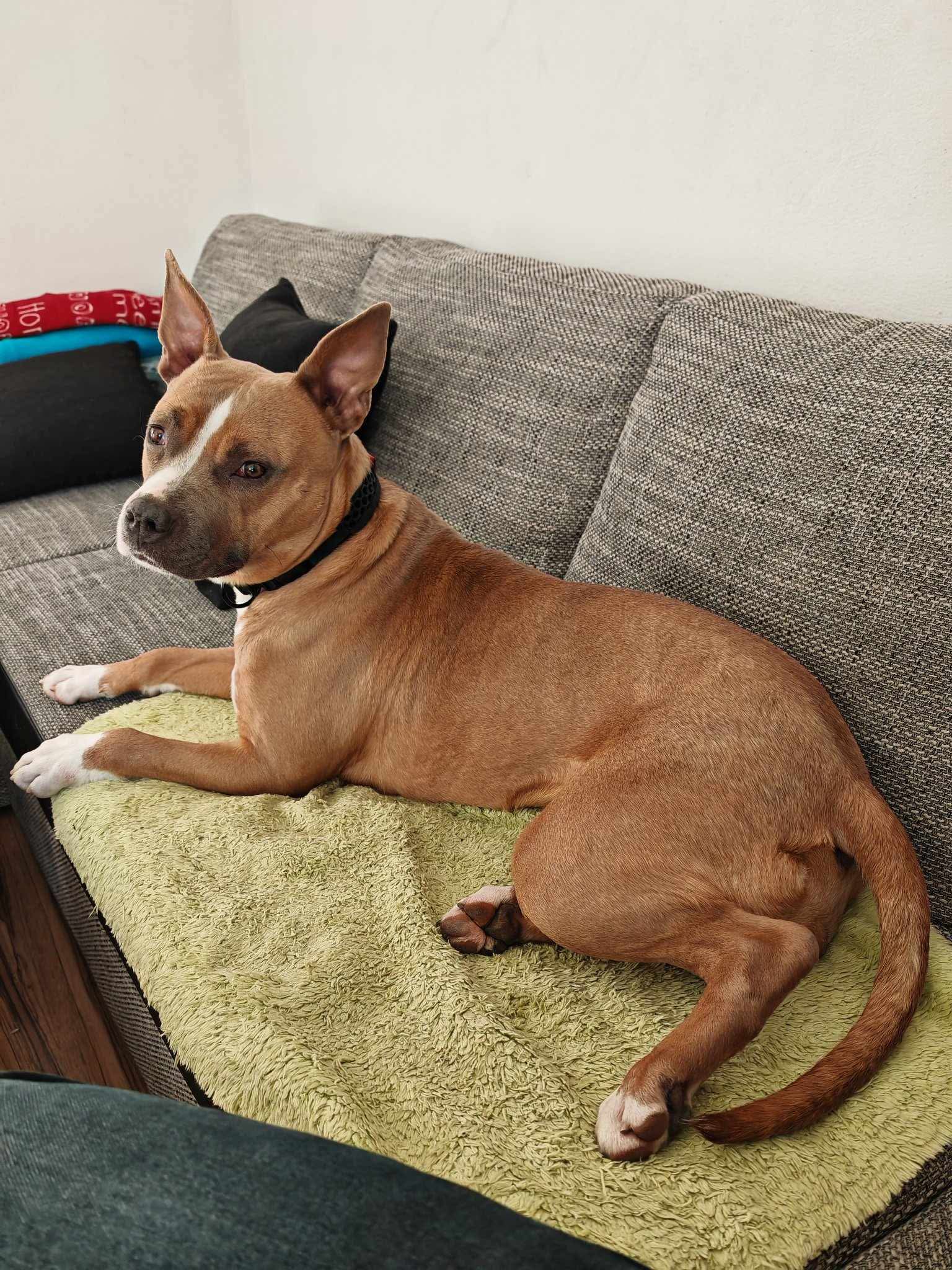 Pajka | Looking for Pets