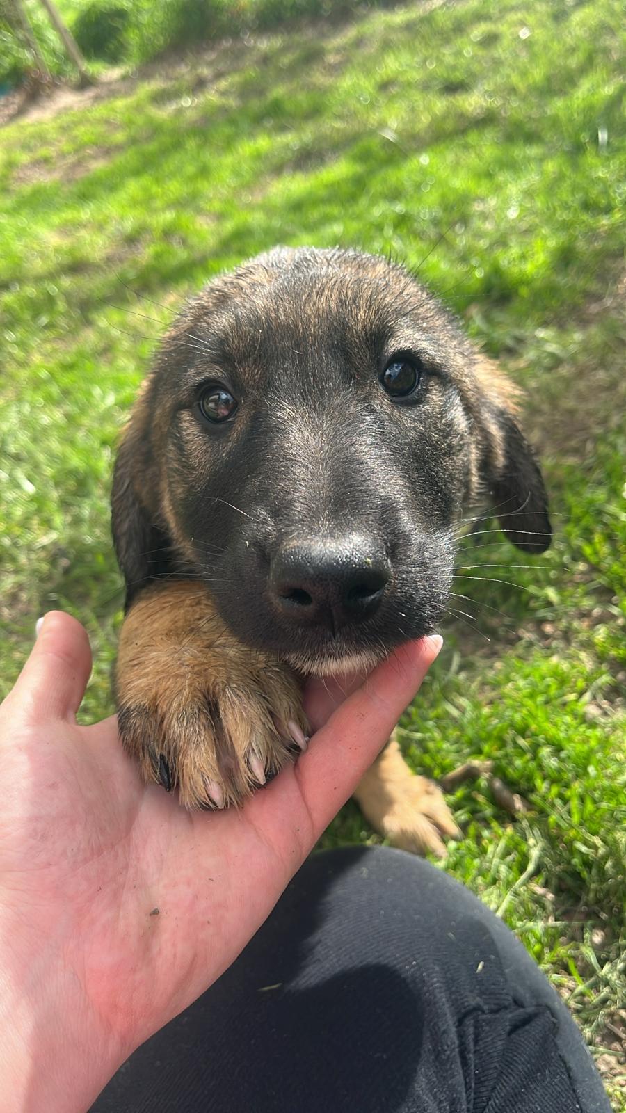 ️ DARSY | Looking for Pets